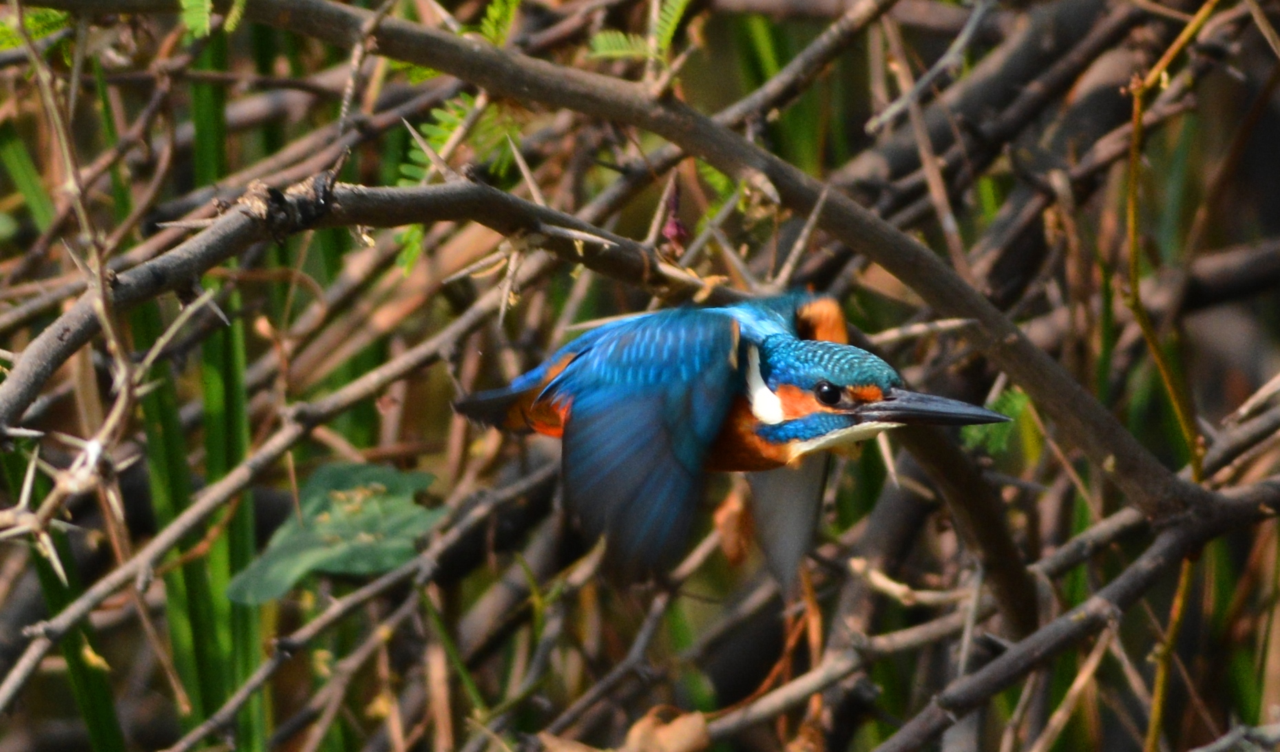 Kingfishers Of India On Forest