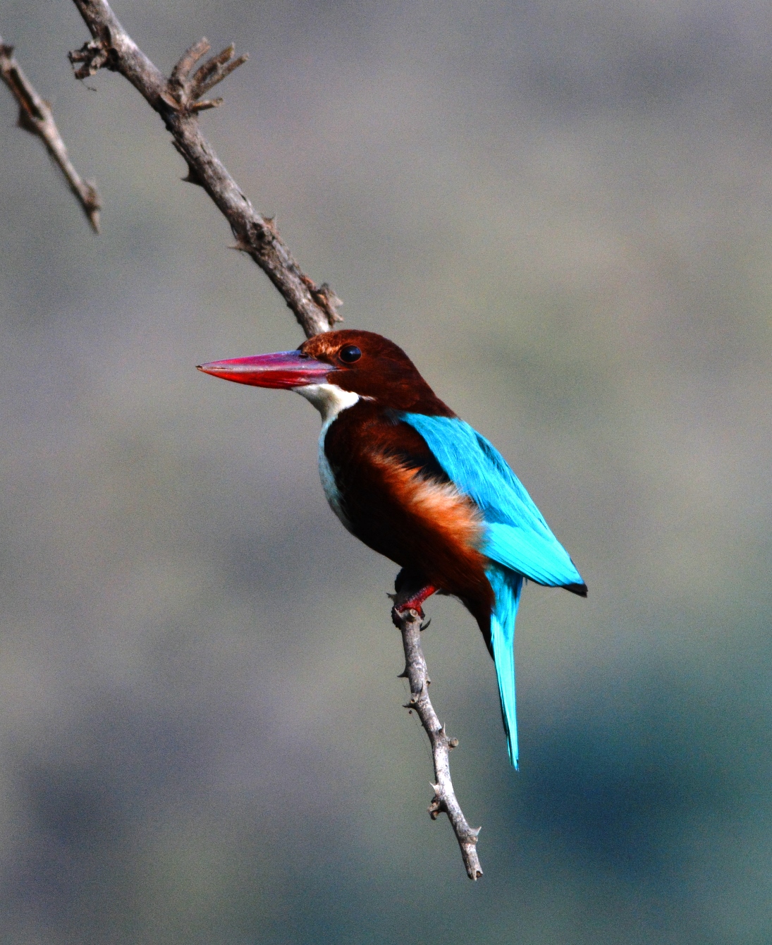 Kingfishers Of India On Forest